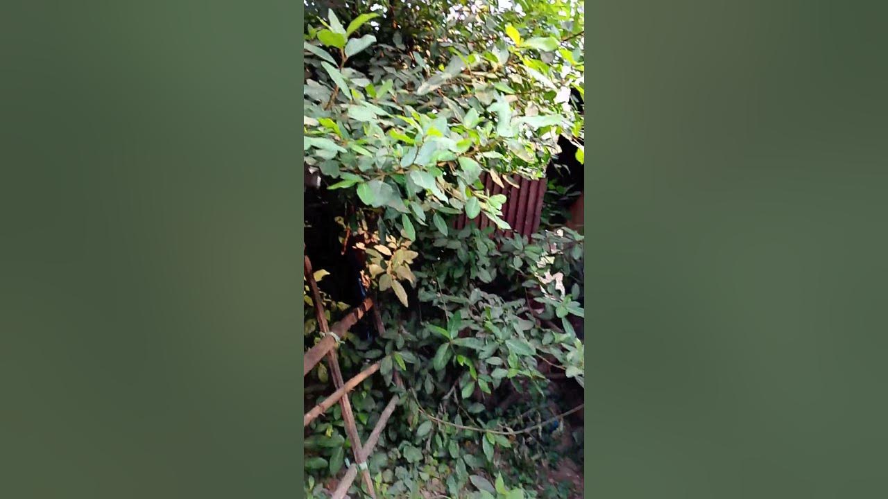 26 February 2025 - YouTube