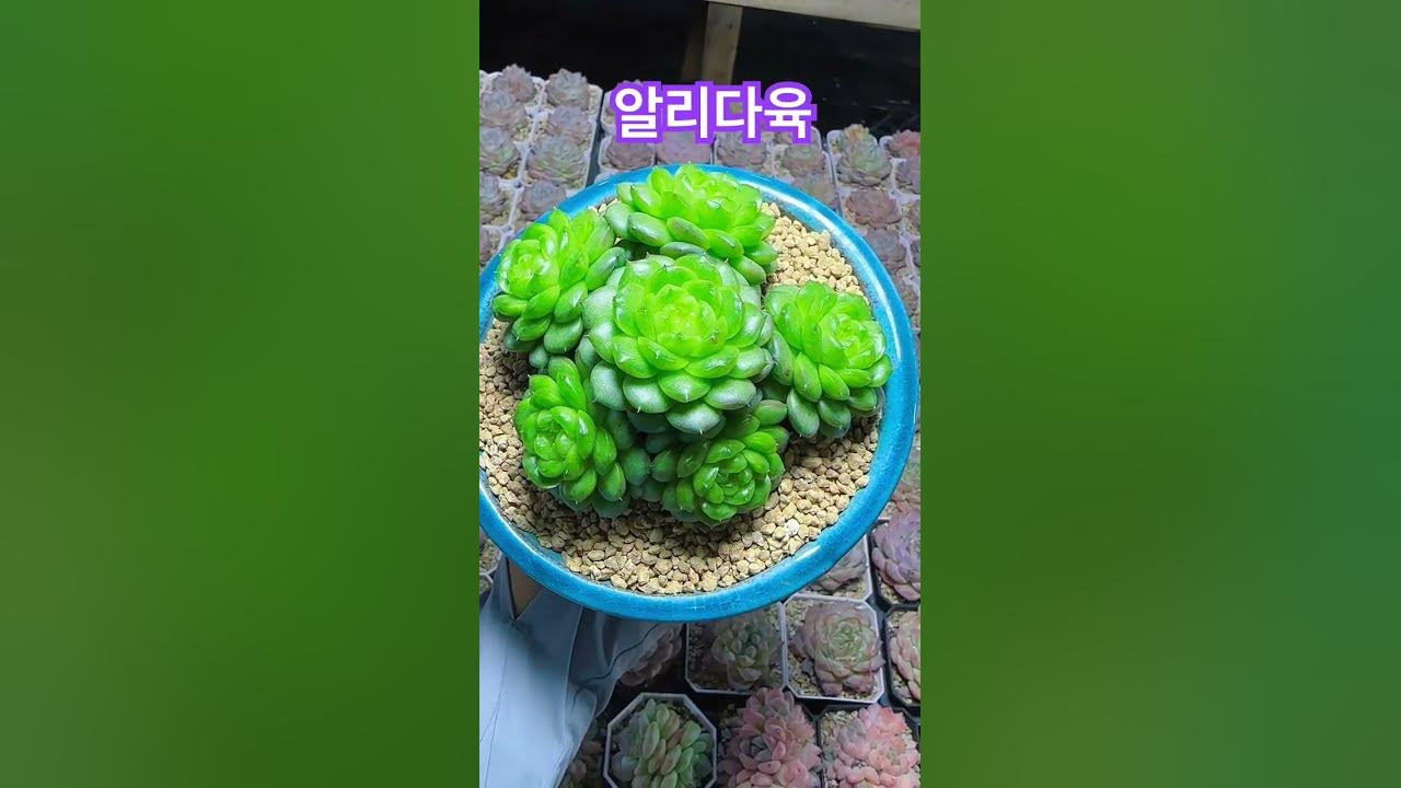 알리다육다육이 다육식물 다육화분 다육화분 다육 다육이키우기 다육이금 다육수입succulents다육창젤리보석 Youtube