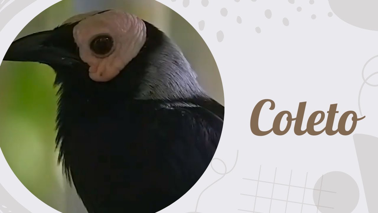 Coleto – The Bald Bird with Big Personality! | Amazing Planet - YouTube
