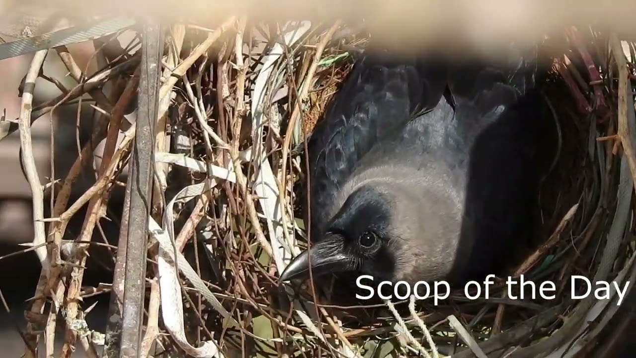 crow is a two eyed bird with a one eyed vision - YouTube