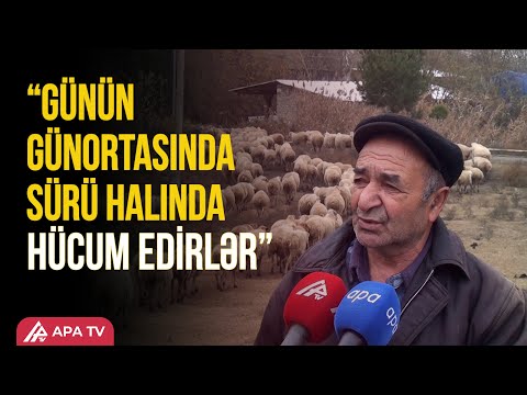 Ucarda canavarlar həyətlərdə gəzir – APA TV