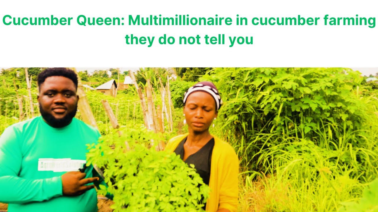 Cucumber Queen: Multimillionaire in cucumber farming they do not tell ...