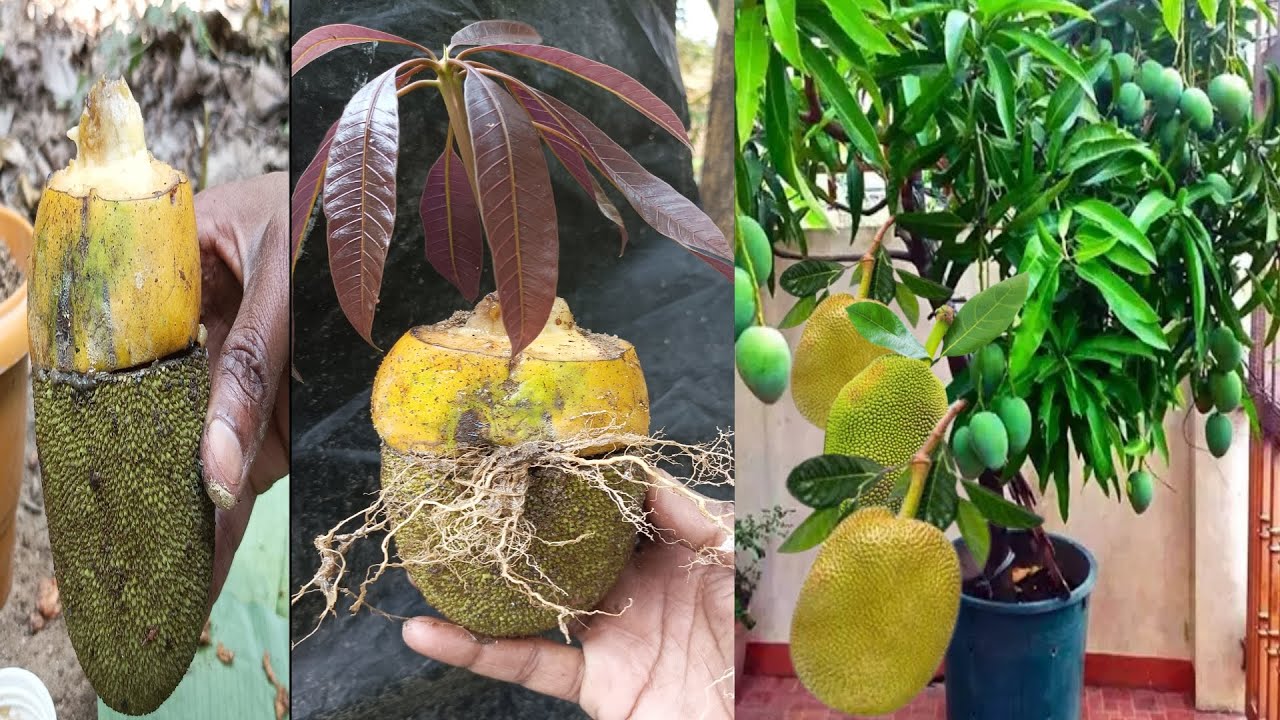 How I grafting mango with jackfruit combination,, Propagate mango and ...