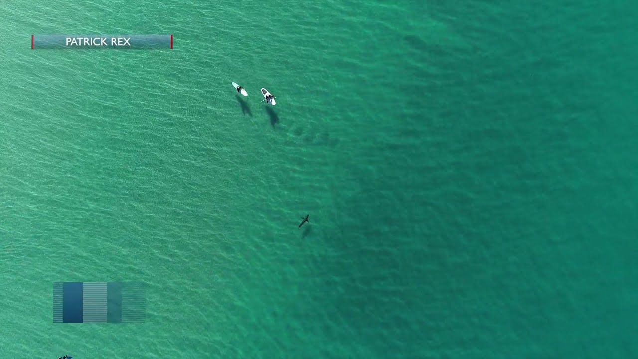 CSU Long Beach Shark Lab study finds two white shark hot spots off ...