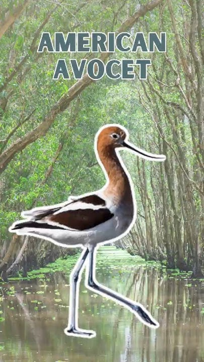 American Avocet - Pure Nature Sounds! - YouTube