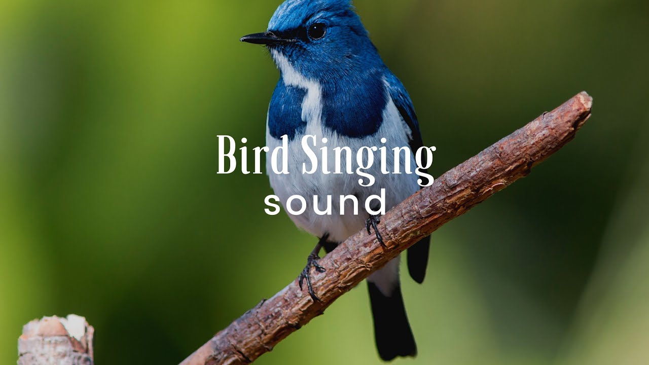 Bird Singing - YouTube