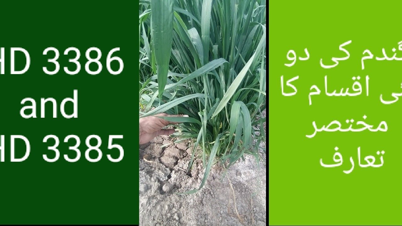 HD 3385, HD 3386 high yielding wheat varieties،گندم کی جدید ترین اقسام ...