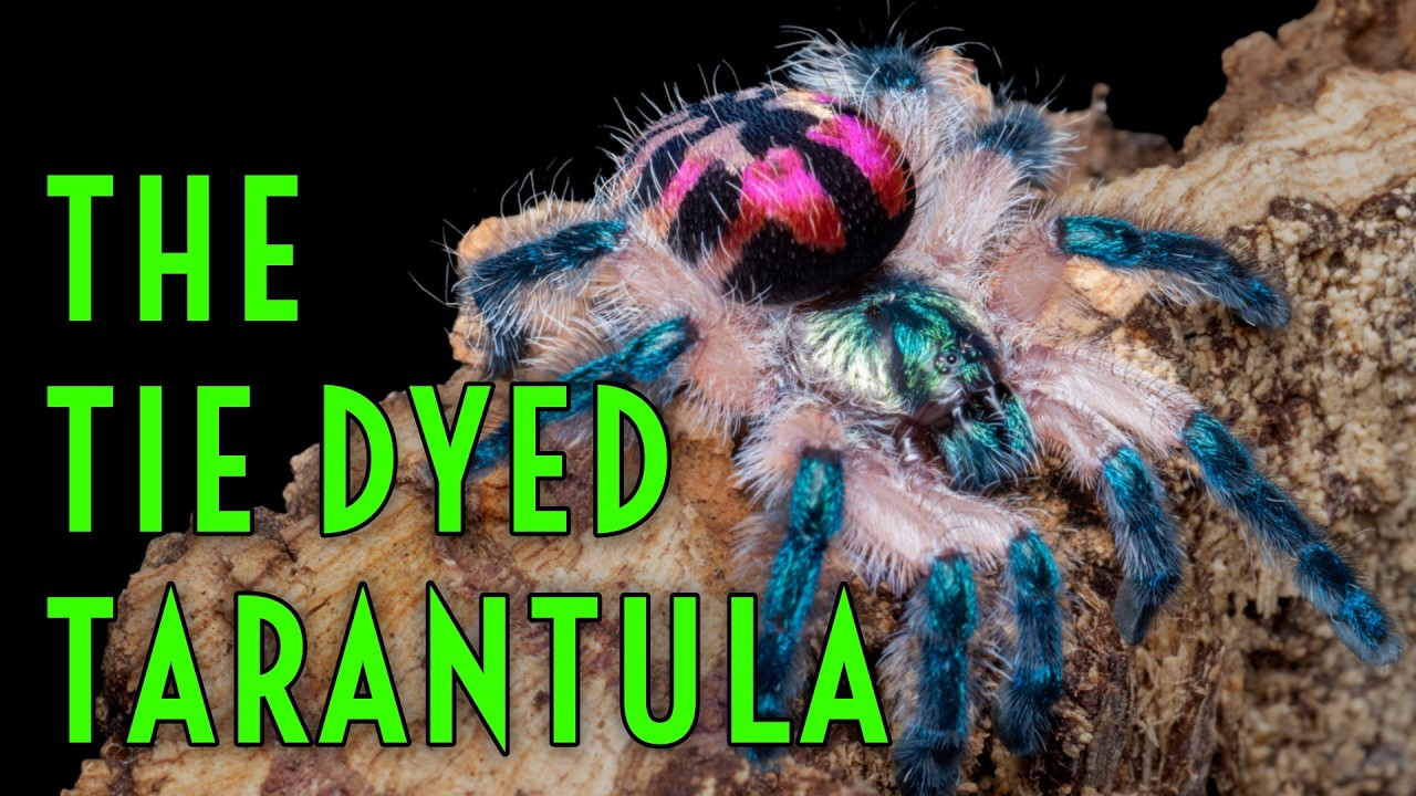 TINY "Tie Dyed" Tarantulas & MASSIVE Roaches - YouTube