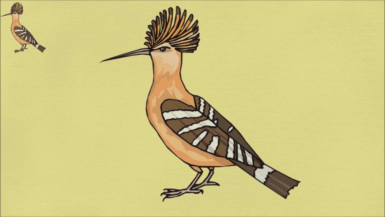 رسم طائر الهدهد Youtube
