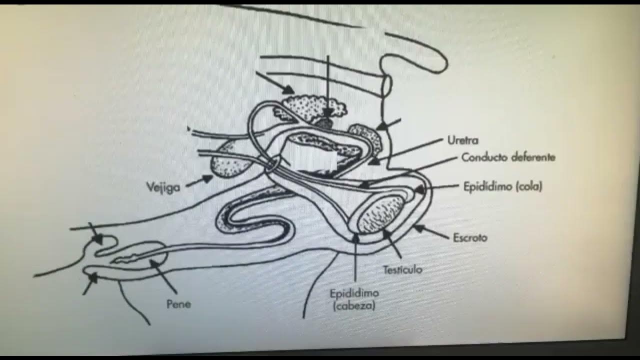 aparato reproductor de el cerdo, masculino y femenino. - YouTube