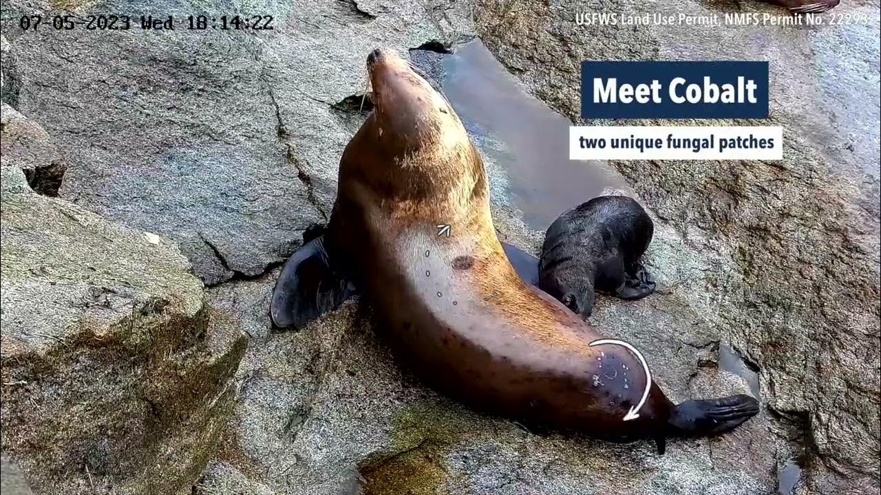 How Researches Identify Hundreds of Wild Animals: Wild Steller Sea Lion ...