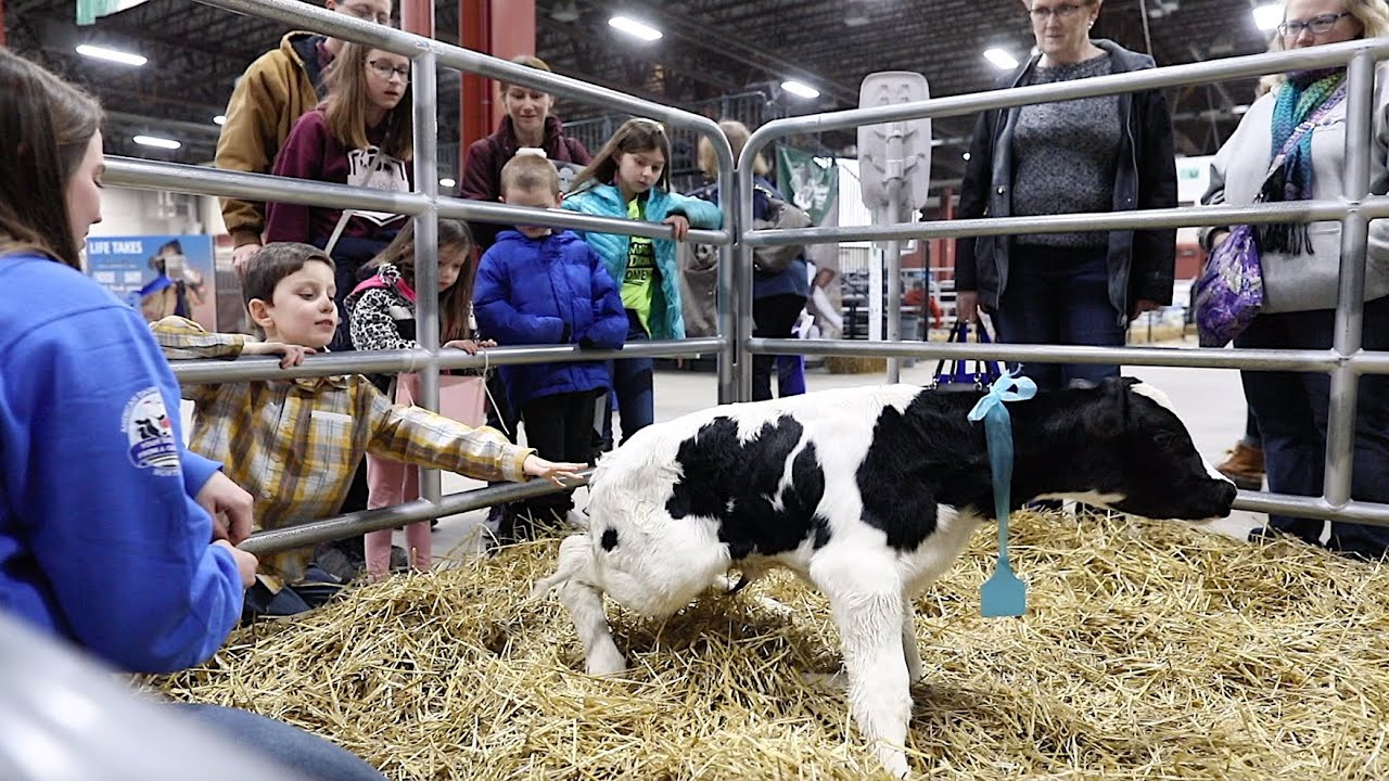 Baby Holstein cow calf Takes First Steps at Pennsylvania Farm Show 2020 ...