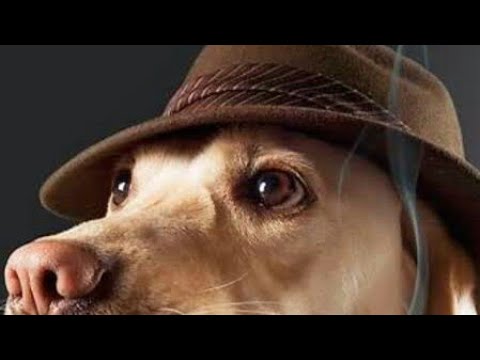 Luis fonsi - Despacito (Dog version)