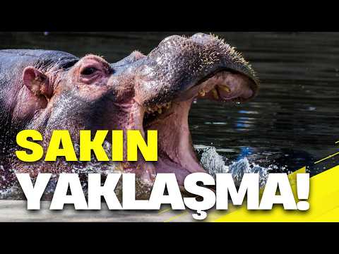 Timsahı İkiye Bölen Güç