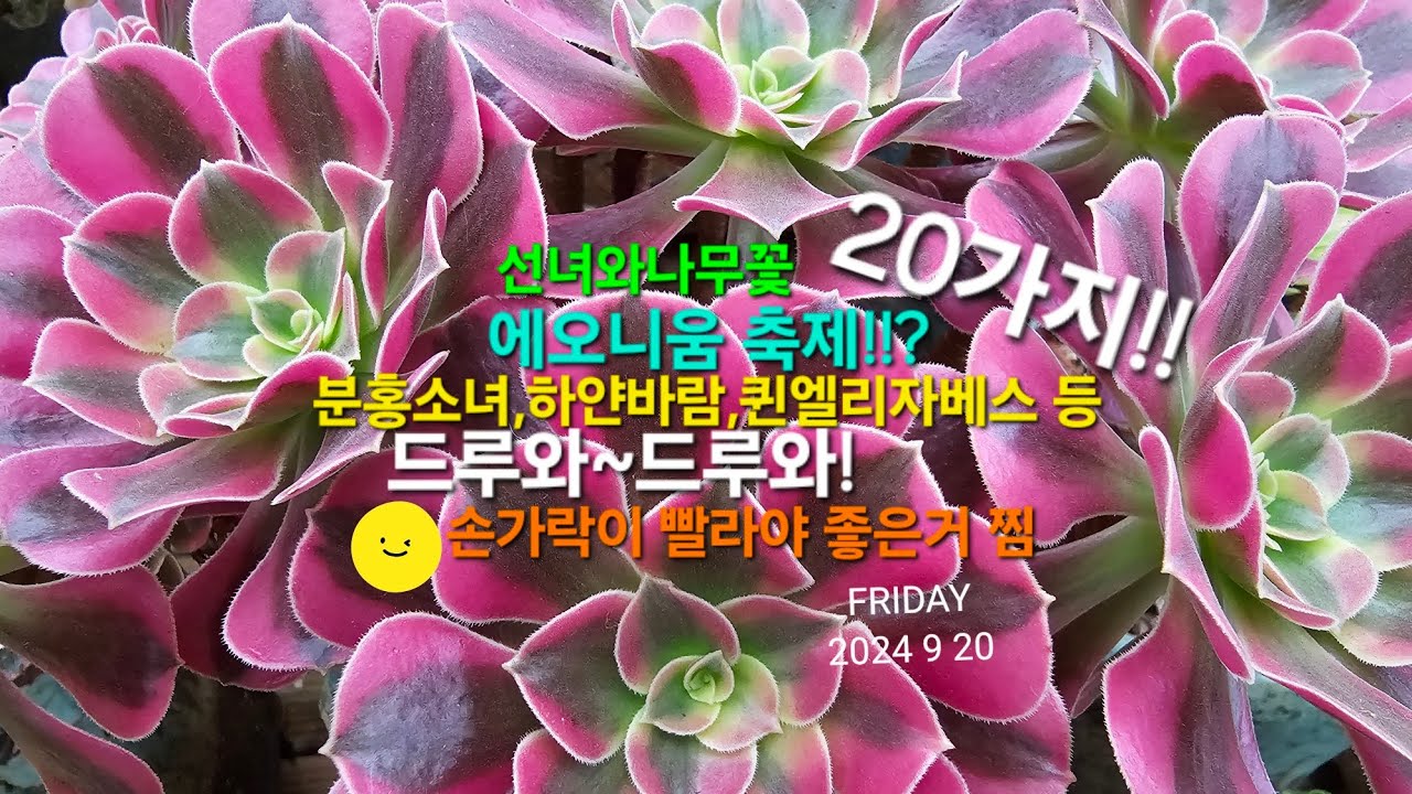 2024년 9월20일多肉植物국민다육 방문 3개5000원 카드가능선녀와나무꽃화분다육신상안내다육금화분택배다육택배다육이다육식물인천다육다육 Youtube