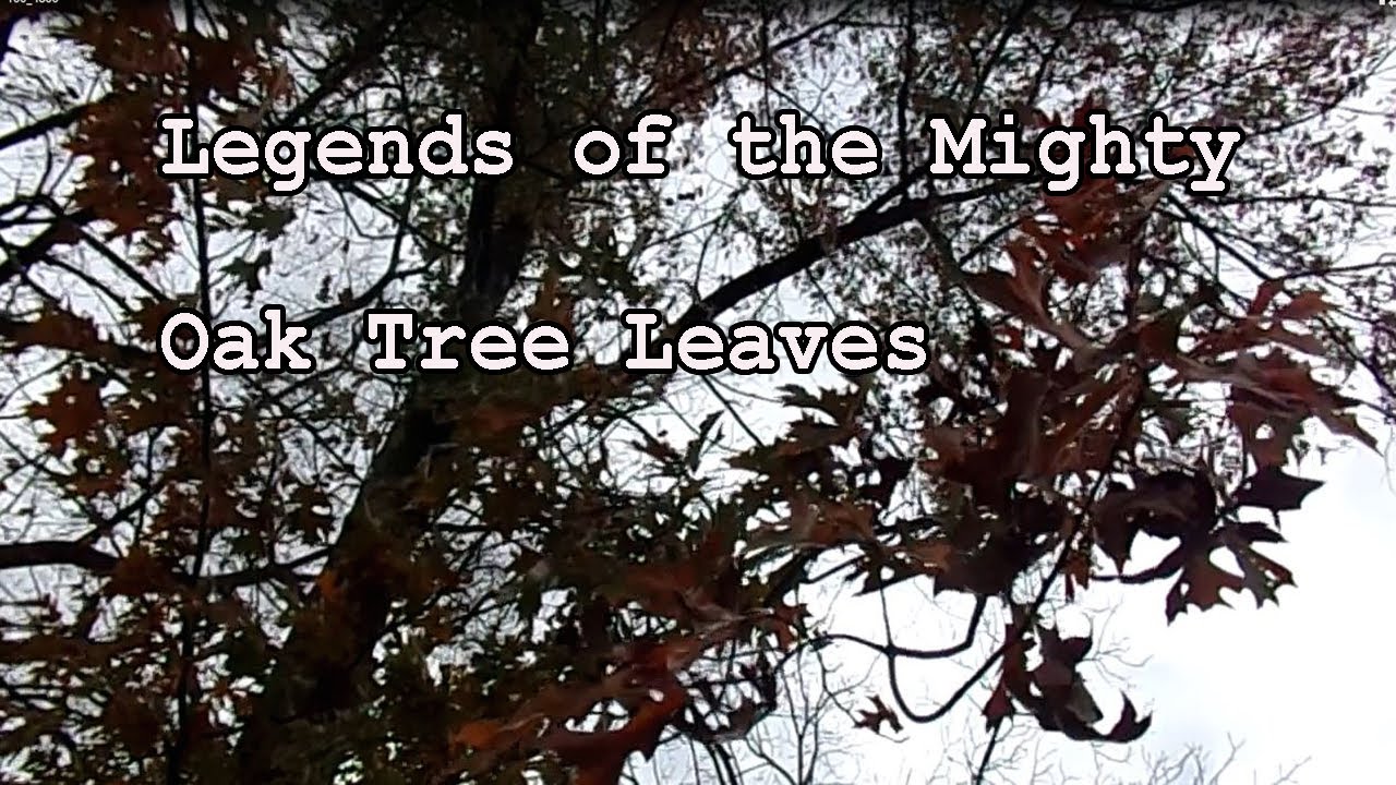 Legend of Leaves from the Mighty Oak Tree and Folklore - YouTube