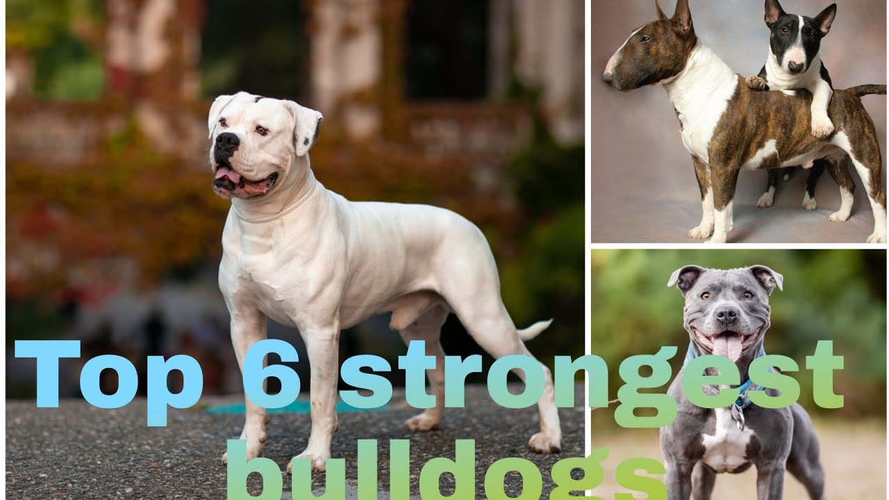 Top 6 strongest bulldogs #DOGSWORLD_Roy - YouTube
