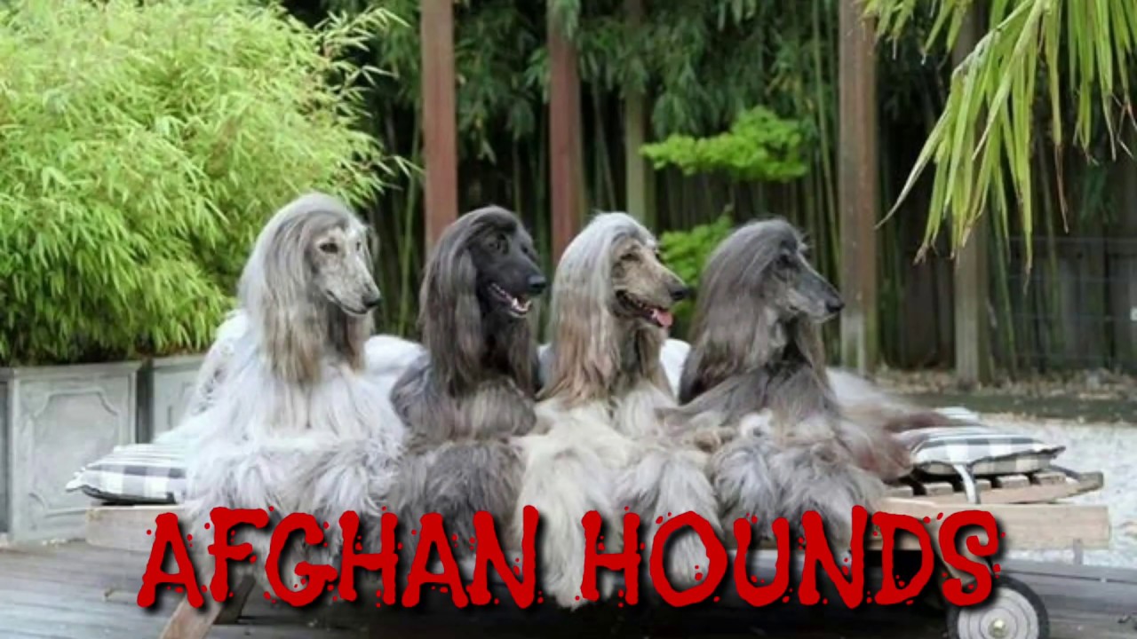 How Much Does An Afghan Hound Puppy Cost
