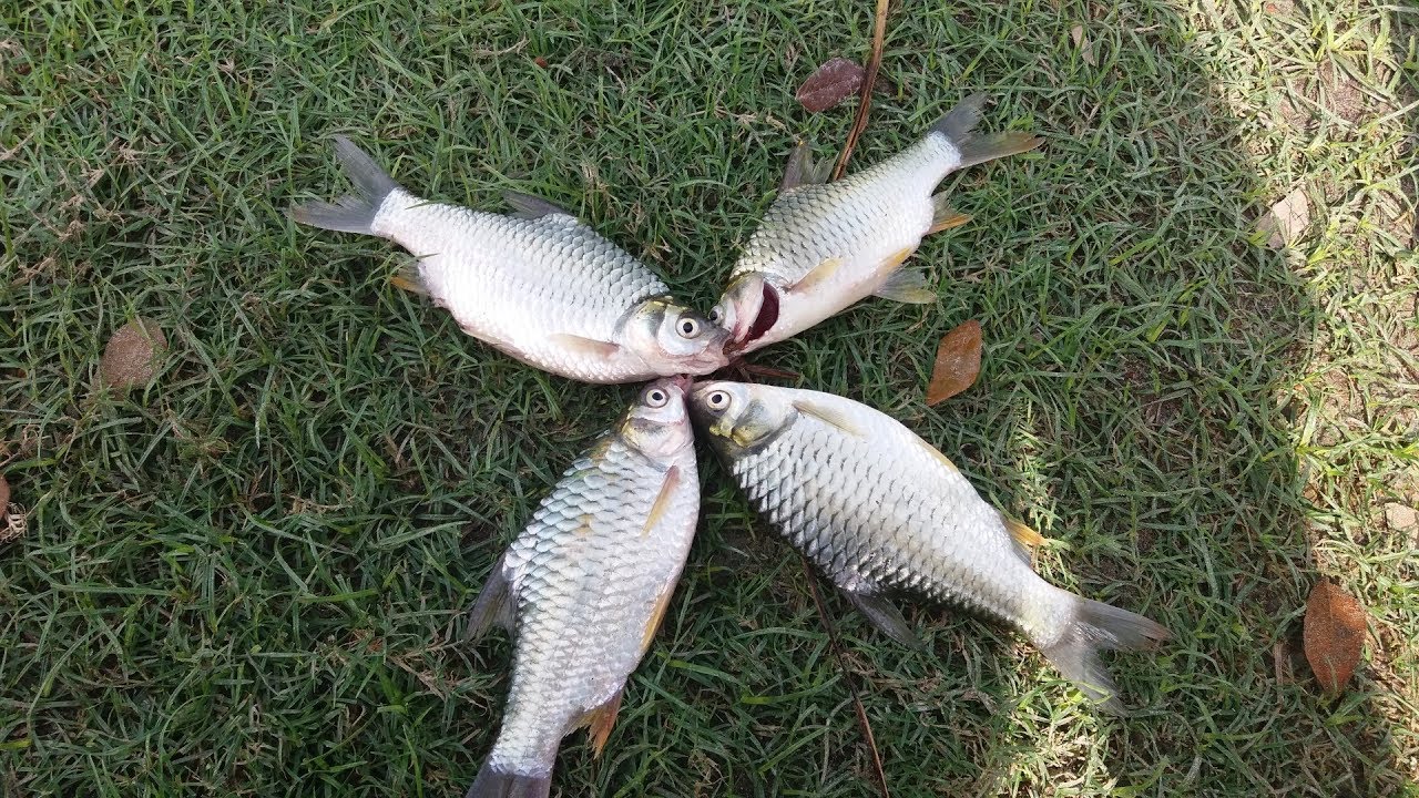 puntius fish / স্বরপুটি মাছ / pabda fish seeds catching by fishing net ...