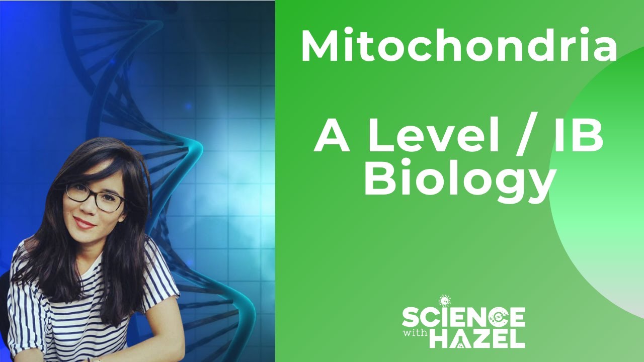 Structure Of The Mitochondria | A level & IB Biology | Science with ...