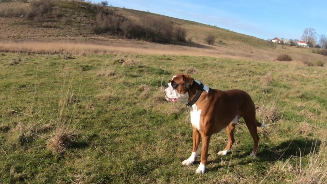 Boxer Dog Rex New Explorations - Chasing Rabbit! - YouTube
