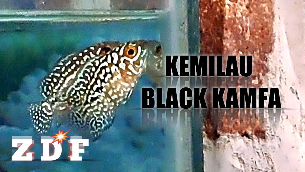 KEMILAU BLACK KAMFA || BURAYAK LOUHAN KAMFA F2 ORI THAILAND - YouTube