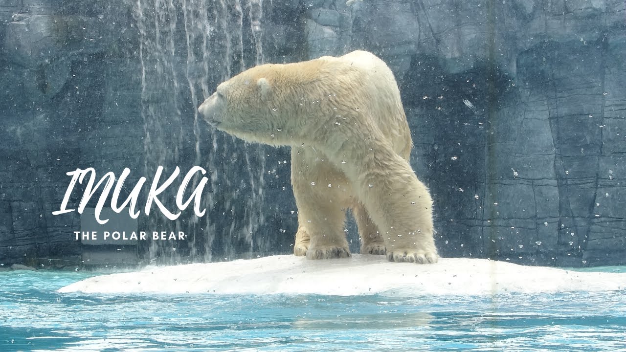 A TRIBUTE TO INUKA -THE POLAR BEAR | Watch till the end - YouTube