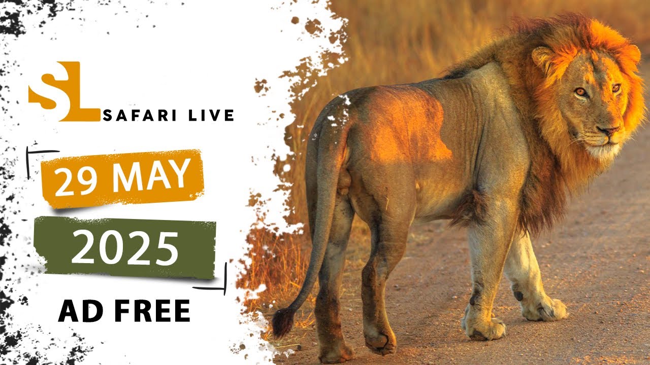 The king of the savanna - SafariLIVE Sunrise - 29 May 2025 - AD FREE ...