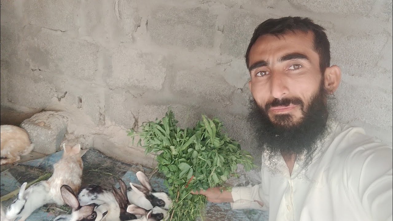 rabbits trending viral vlog rabbit babies viral vlog rabbit viral video ...