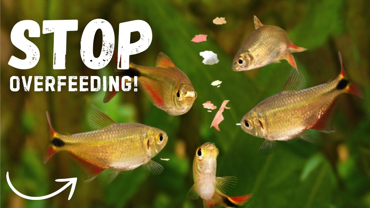 What OVERFEEDING Does To Your AQUARIUM! | 4 PROBLEMS CAUSED BY ...