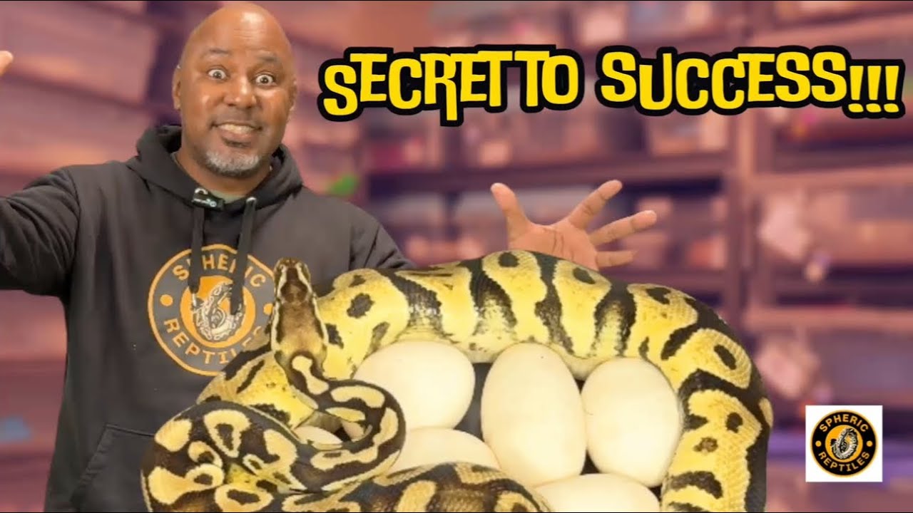 Ball Python Breeding Made Easy – Watch This Before You Start! 🐍🐍🐍 - YouTube