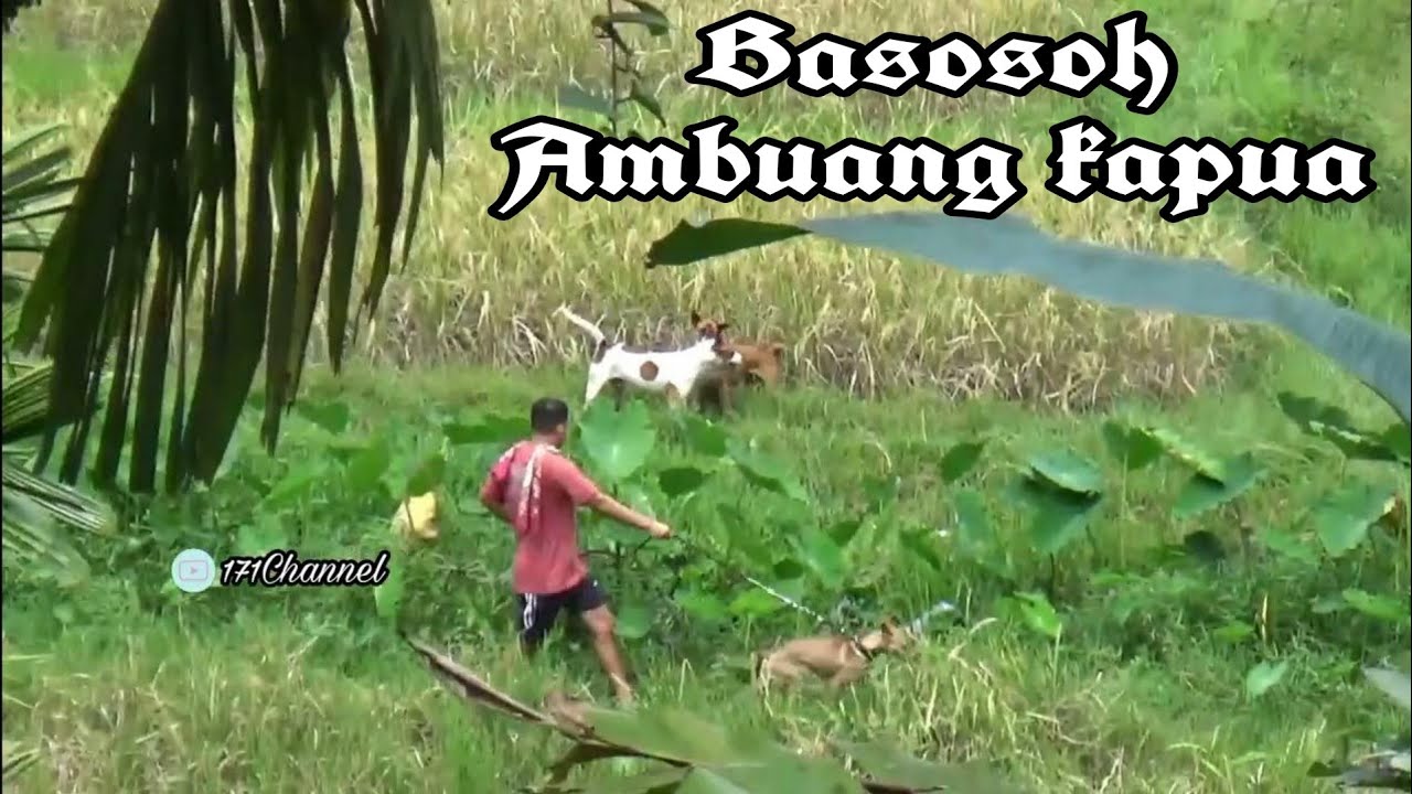 BABI BESAR MENYEBERANG SAWAH DIBURUAN AMBUANG KAPUA - YouTube