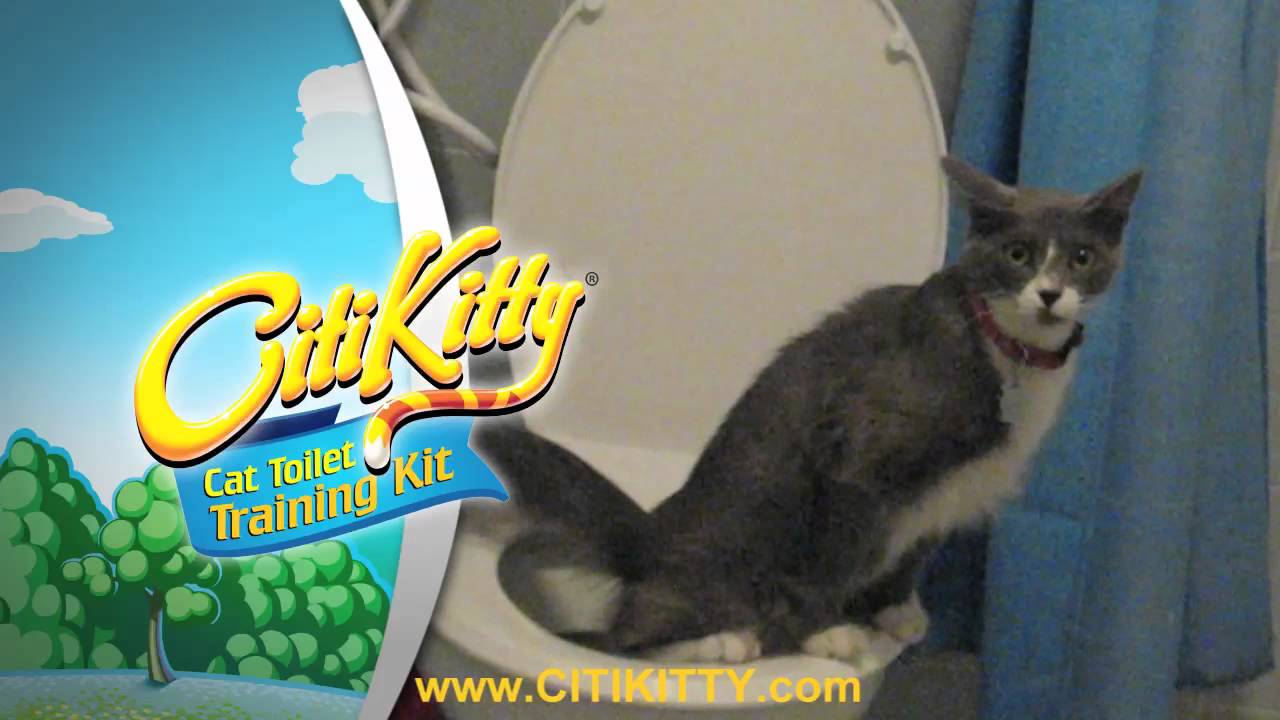 Cat Toilet Training Success - CitiKitty - YouTube