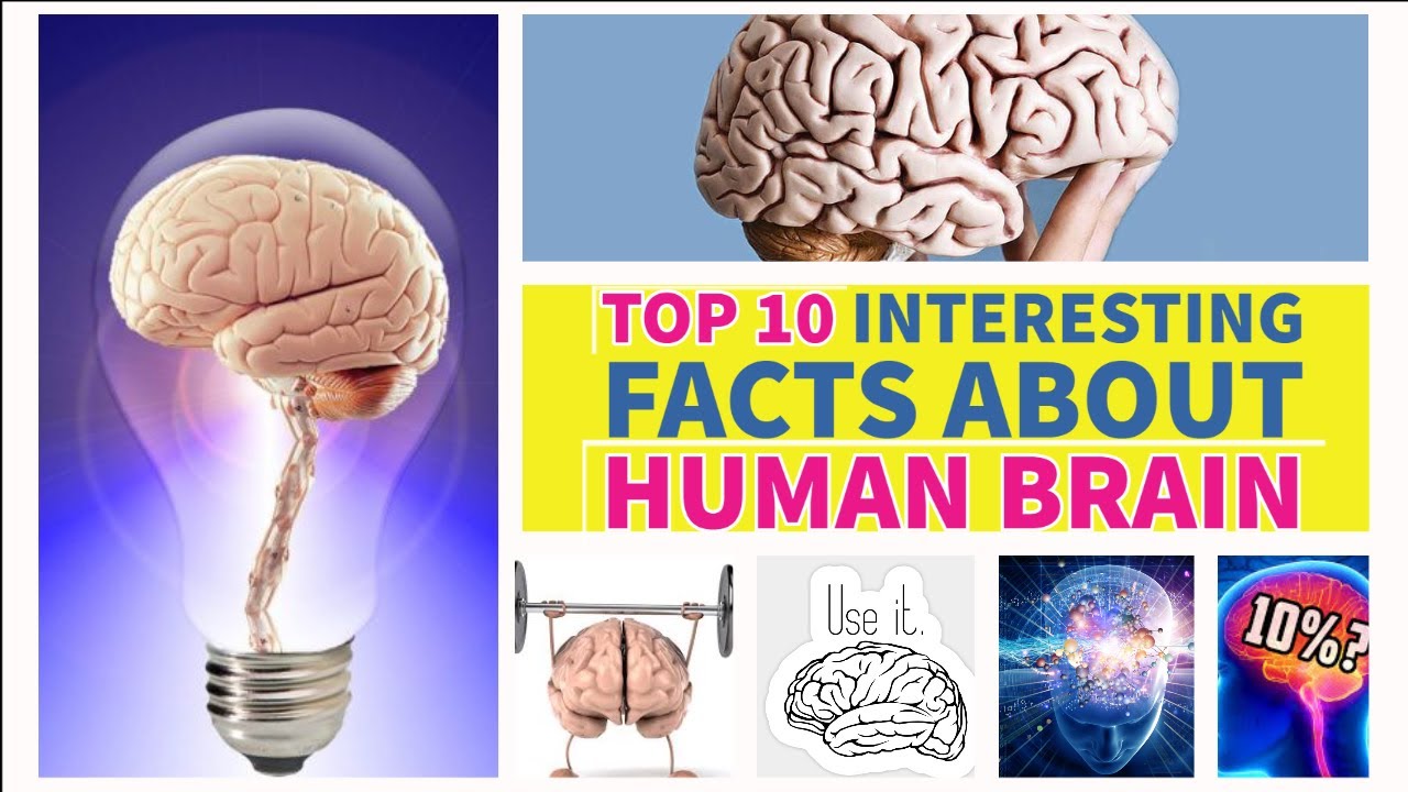 TOP 10 INTERESTING FACTS ABOUT HUMAN BRAIN | ENGLISH | SCIENCE TEACHER ...