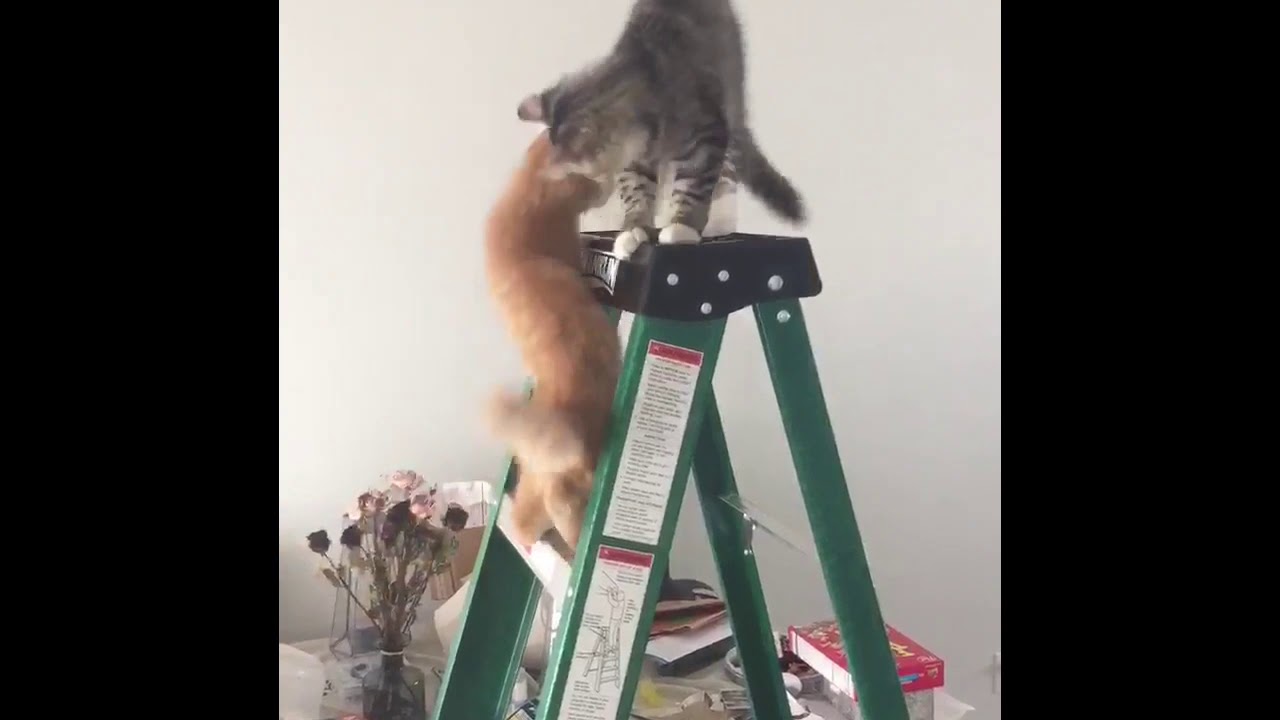 6 Foot High Kittens - YouTube