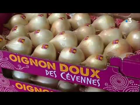 Gard : la récolte d'oignon doux des Cévennes s'annonce bien - YouTube