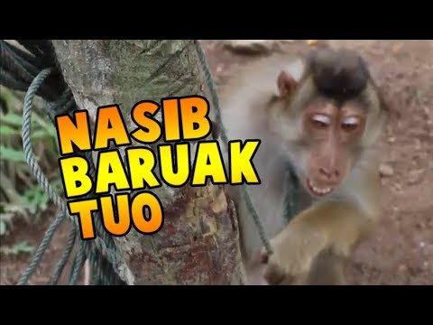 AYU DEWI - Nasib Baruak Tuo | Lagu Dendang Minang Terbaru