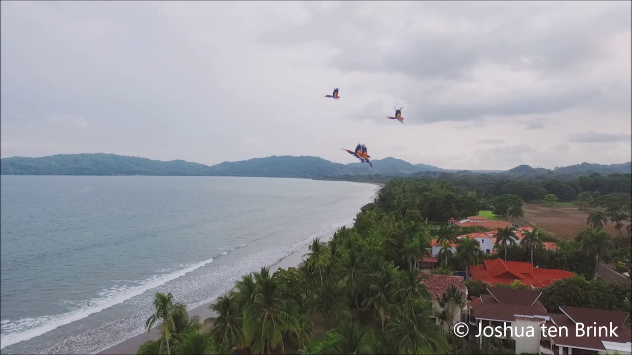 Lapas Volando / Macaws Flying - Costa Rica - YouTube