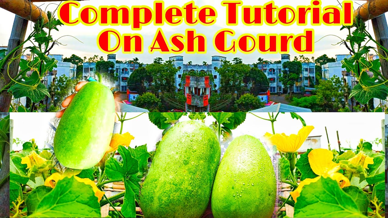 Complete Tutorial On Ash Gourd/How To Grow Organic Ash Gourd On Terrace ...