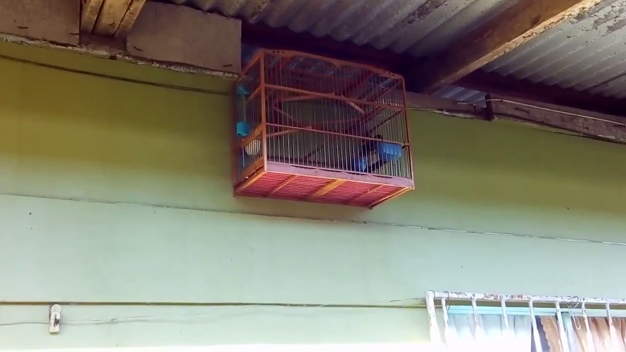 Trini bullfinch spot bird singing short real fast bird January 6th 2019 ...
