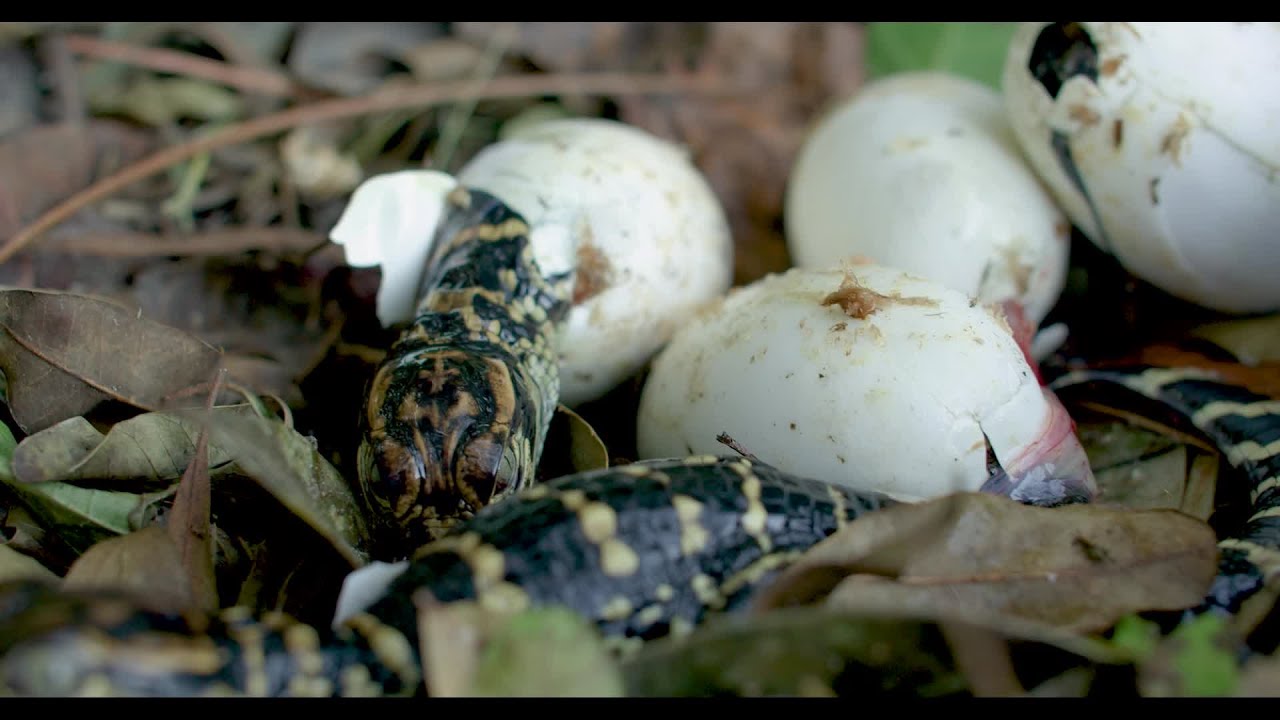 Baby American Alligators hatch at Gatorland in Orlando - YouTube