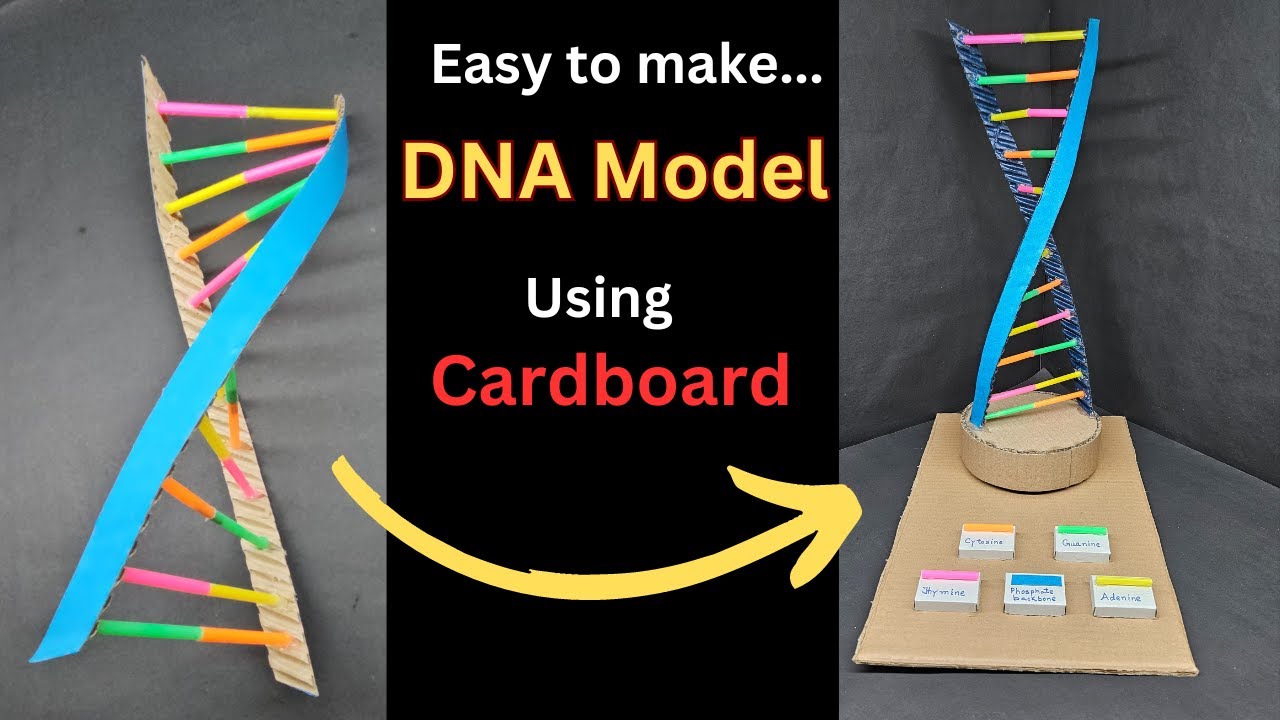 How to make DNA Structure Model from Cardboard | DNA Model | Science ...