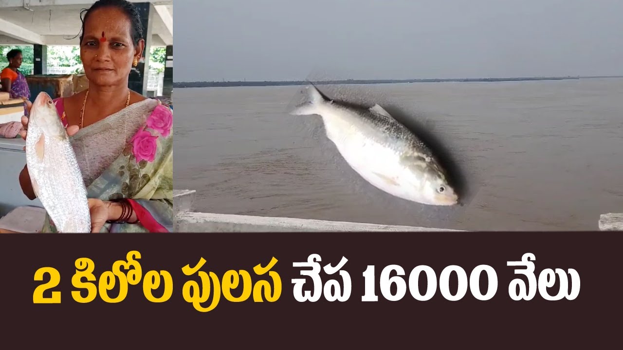 2 కిలో పులస చేప 16,000 వేల | Godavari's Famous Pulasa Fish Costs Rs ...