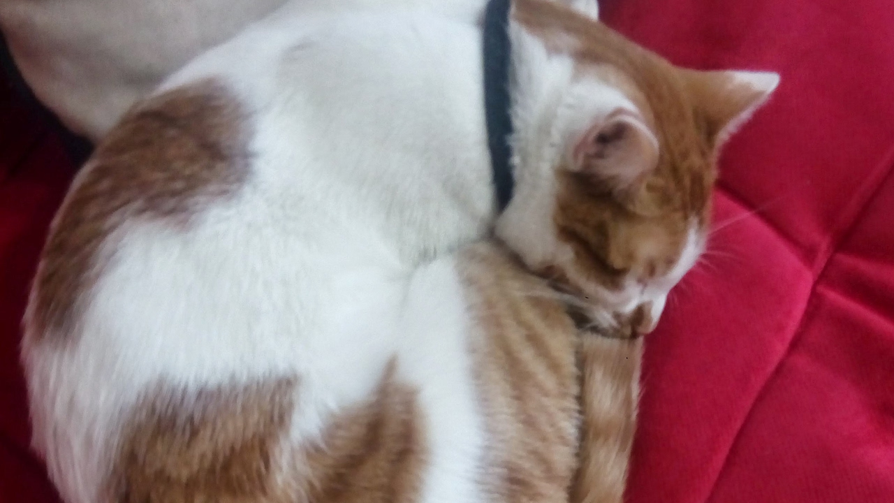 El cubo explota (mr gato crack yt ) - YouTube