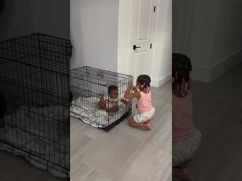Dad catches Daughter Locking Sister In Dog Cage #shorts
