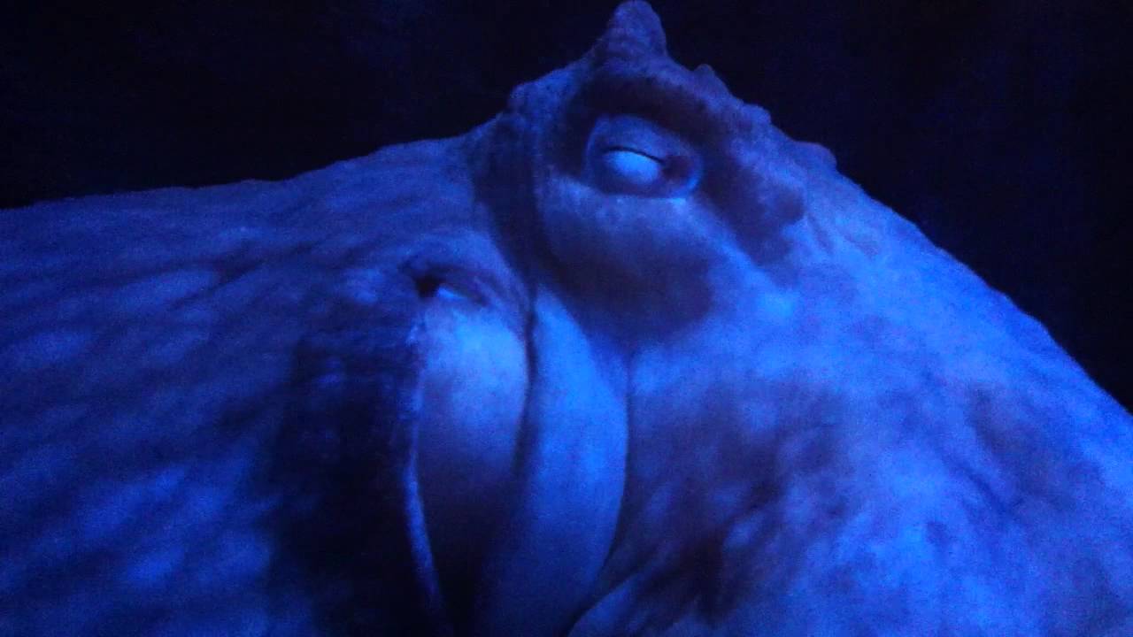 Octopus Sleeping - YouTube