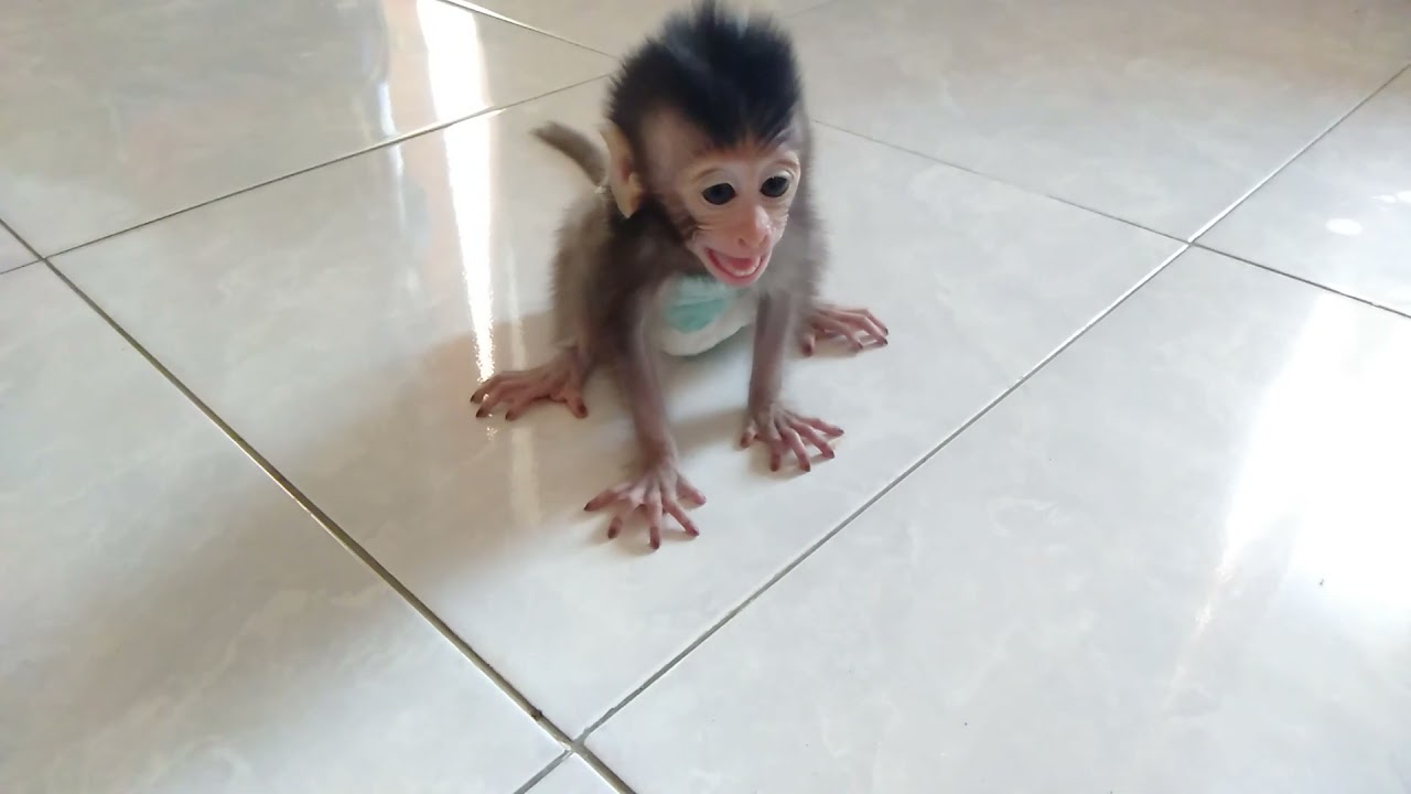 Baby Monkey Crying Screaming - YouTube