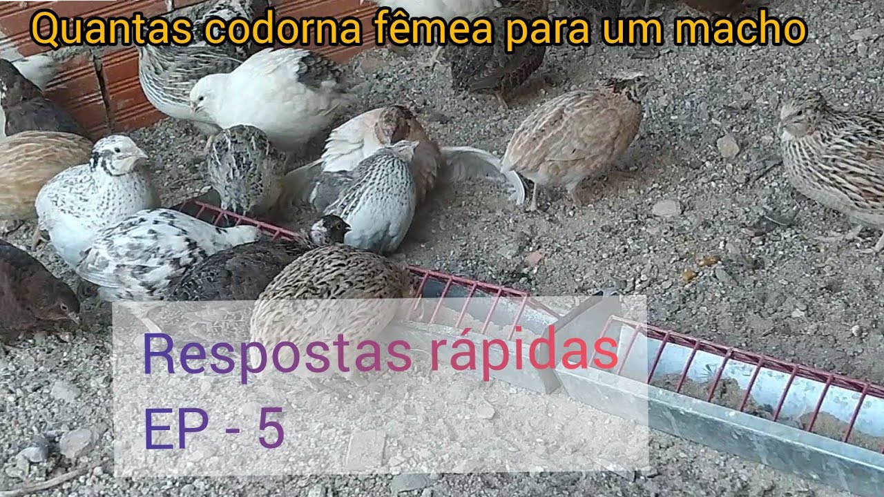 Quantas CODORNA FÊMEA um MACHO SUPORTA🤔 - YouTube