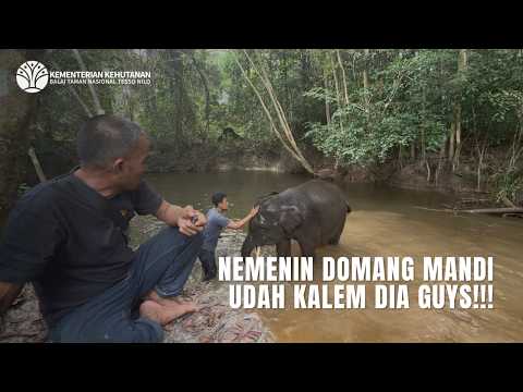 Domang Mandi di Sungai