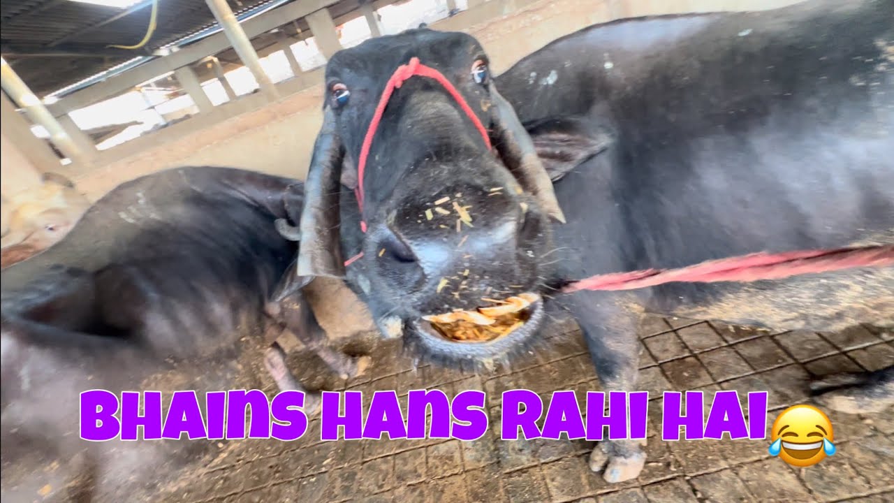 Bhains dant dikha rahi hai wow yaar - YouTube
